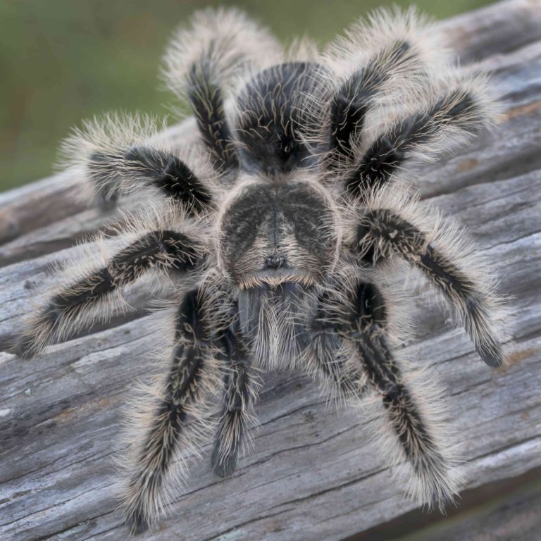 Arachnids for Sale | Browse Our Selection of Tarantulas and Scorpions