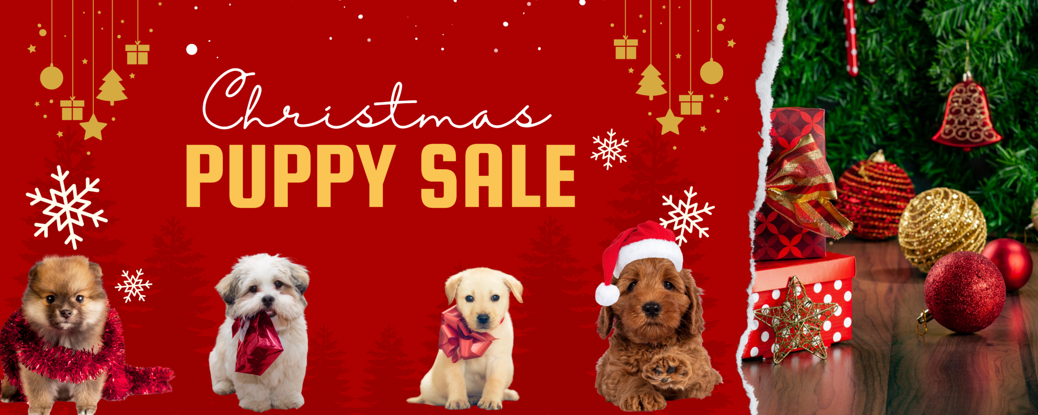 Puppies For Sale Near Houston, Texas - Pet City Houston