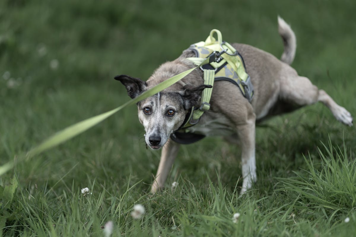 How Long Do Dogs Hold Their Poop Safely | Complete Guide